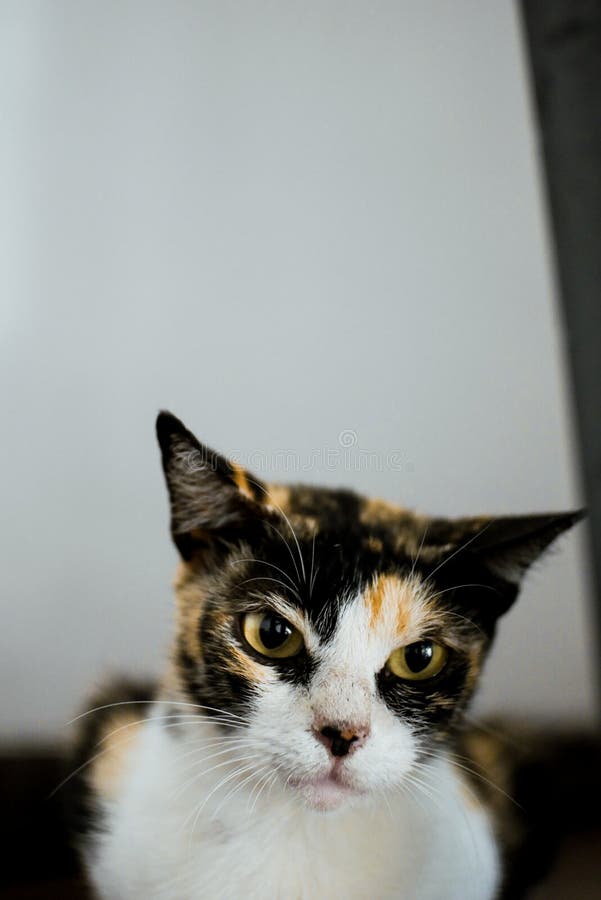 Cute cat angry expression stock photo. Image of carnivore - 260229650