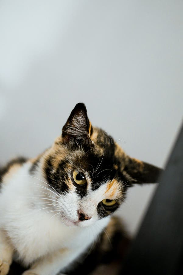 Cute cat angry expression stock photo. Image of cutty - 260229654