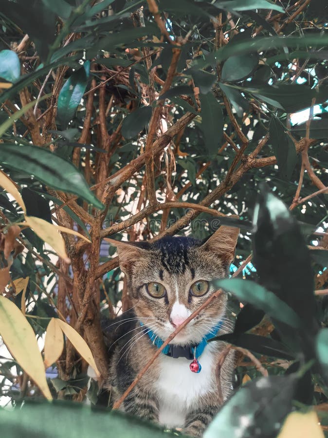 Cute Cat Animal is Stylized on a Tree Stock Image - Image of tree, cute ...