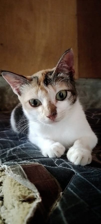 A Cute Kitty from Indonesia Stock Photo - Image of cute, indonesia ...