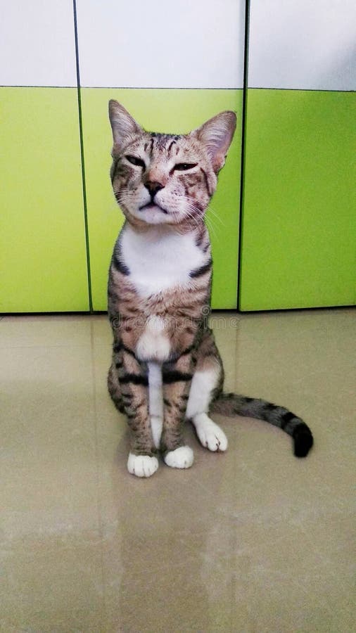 Cute cat asking for food stock image. Image of nose - 222890347