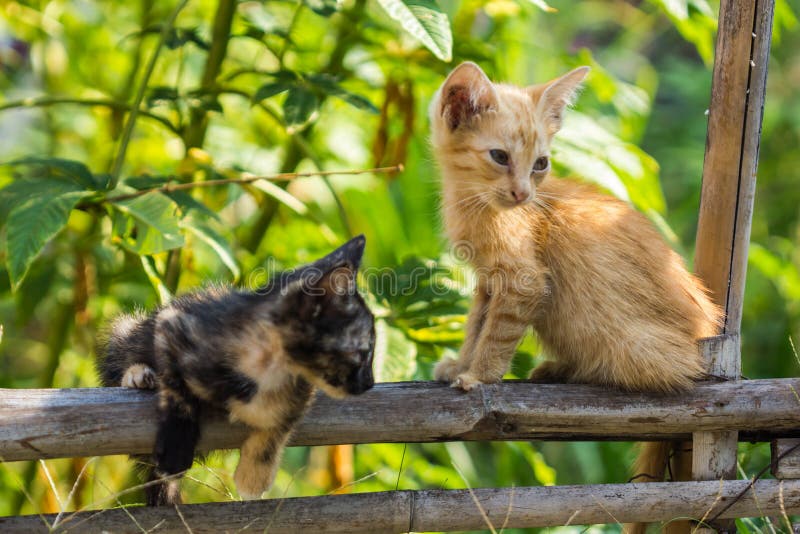 Cute cat on bamboo fence stock image. Image of paws, attentively - 90267363