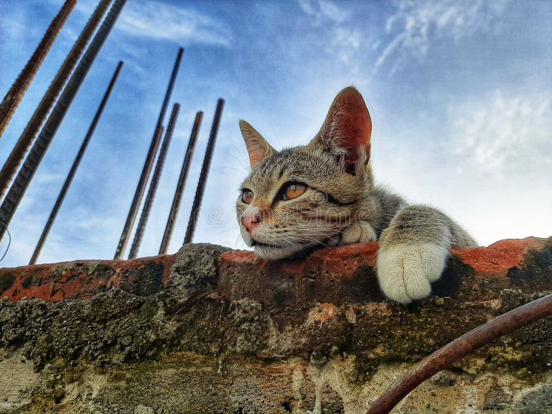 Cute Cat is Basking in the Sun Stock Photo - Image of carnivore, kitten ...