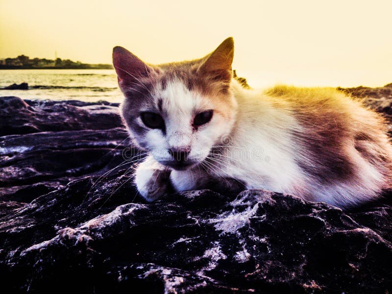 Cute Cat with Beautiful Sunset Stock Image - Image of face ...