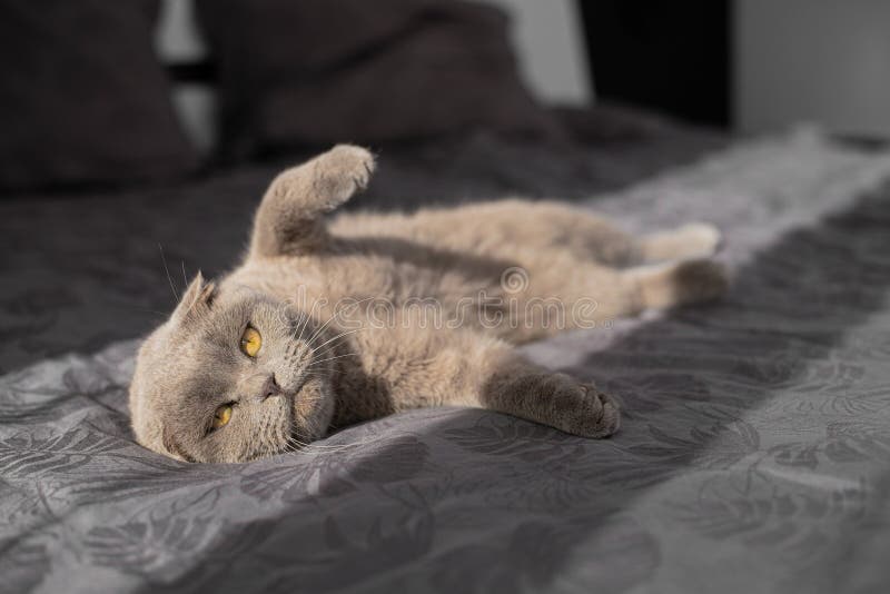 Cute Cat in Bed at Home. Cat Portrait Stock Image - Image of ...