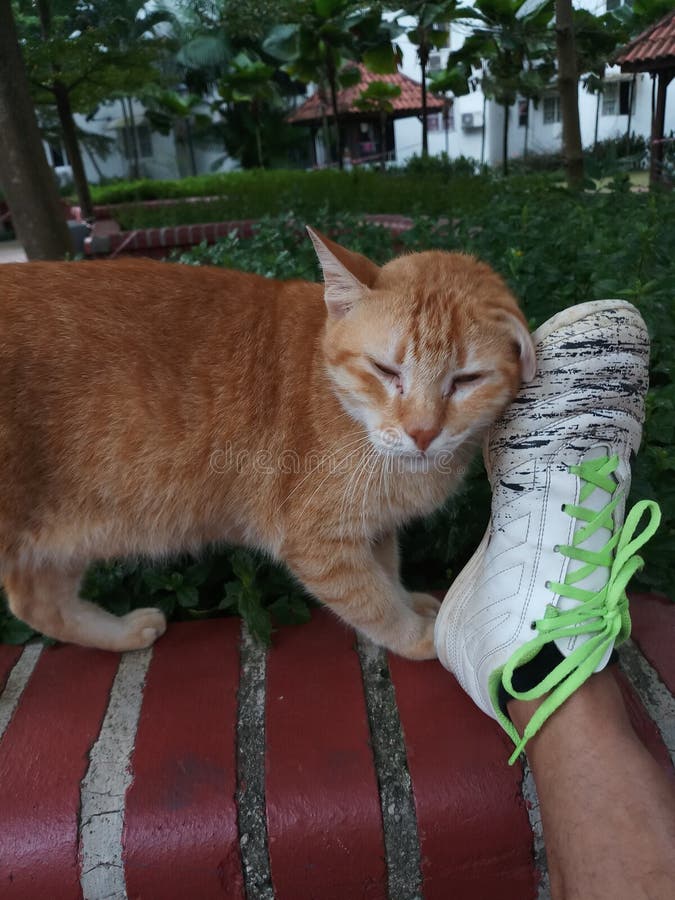 Cute Cat Beg the Shoes in the Garden Stock Image - Image of shoes ...
