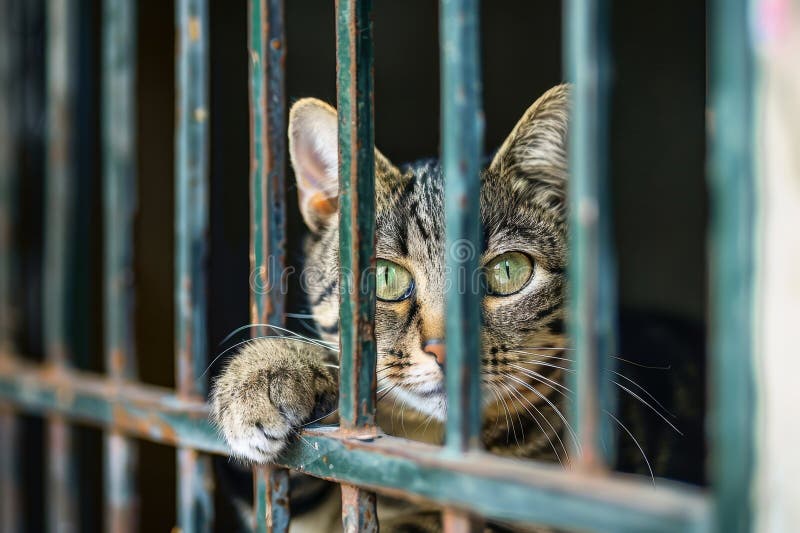A Cute Cat Behind Bars in an Animal Shelter Stock Image - Image of ...