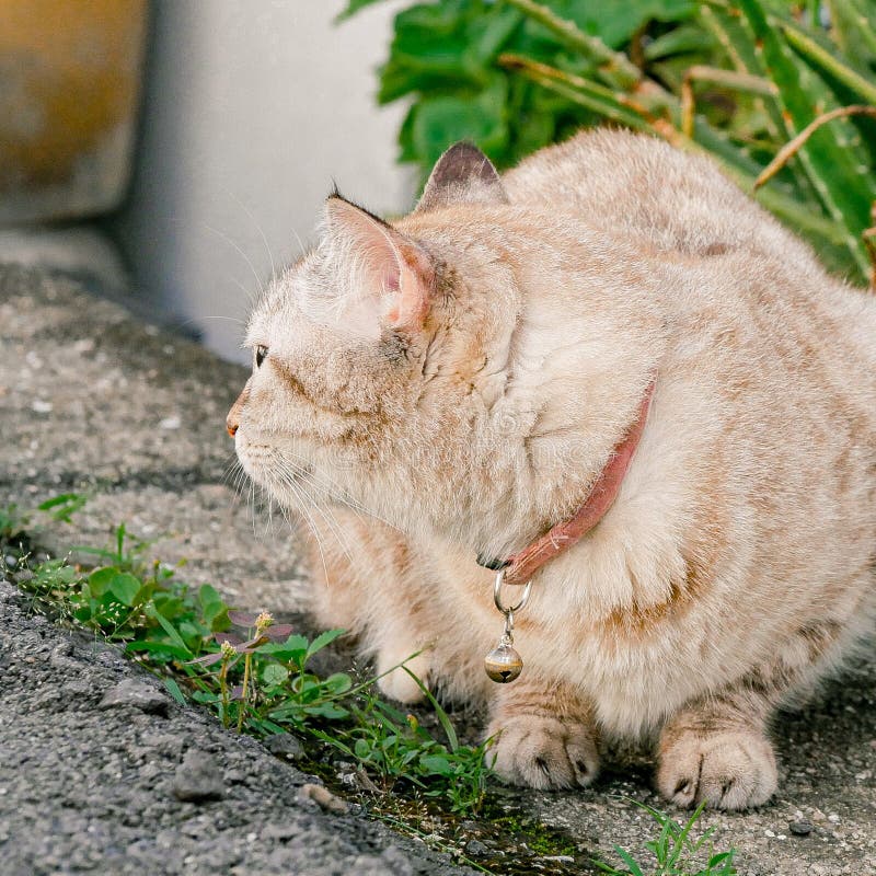 The Cute Cat stock image. Image of animal, wildlife - 274276385