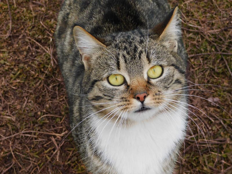 Beautiful and Cute Big Cat. Stock Photo - Image of winter, yellow ...