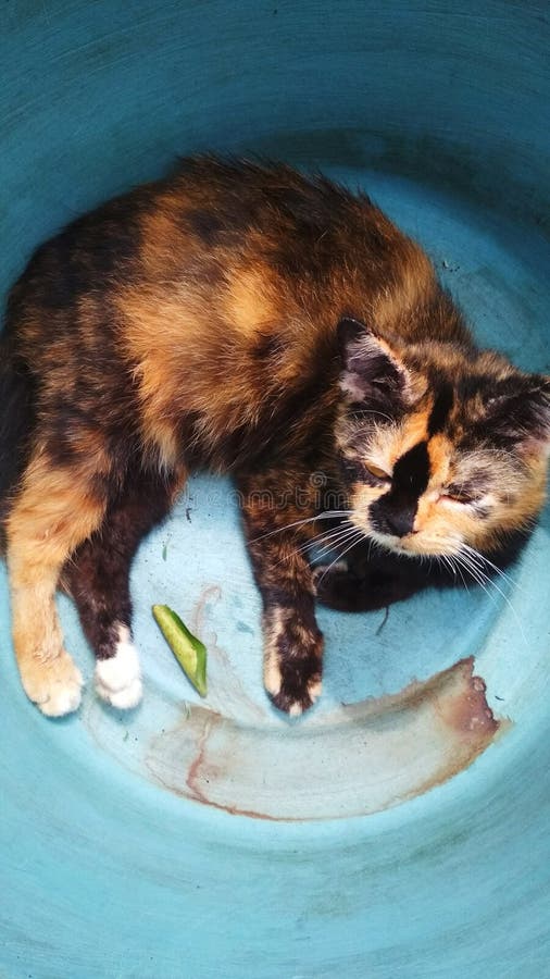 Cute cat in the big pail stock image. Image of snout - 187702935