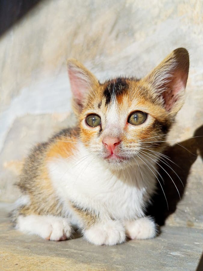 So Cute Cat, Black Orange Cat, Aesthetic, Cat Photo Stock Photo - Image of black, cute: 387366252