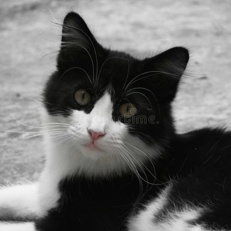 Cute cat black and white stock photo. Image of whiskers - 205287328