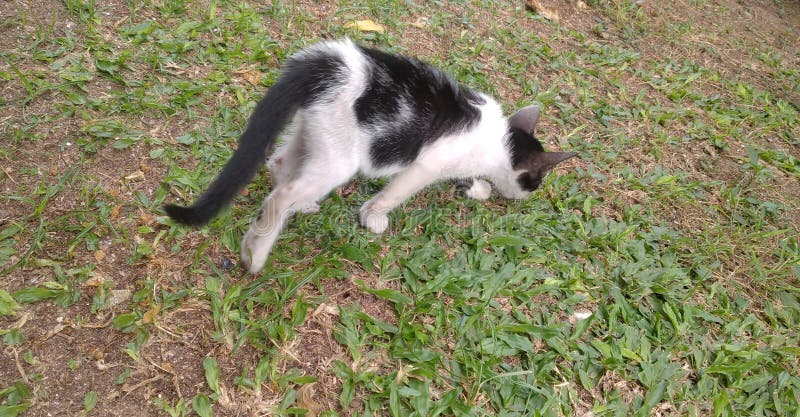 Gambar Stilasi Mobil Stock Photos - Free & Royalty-Free Stock Photos ...