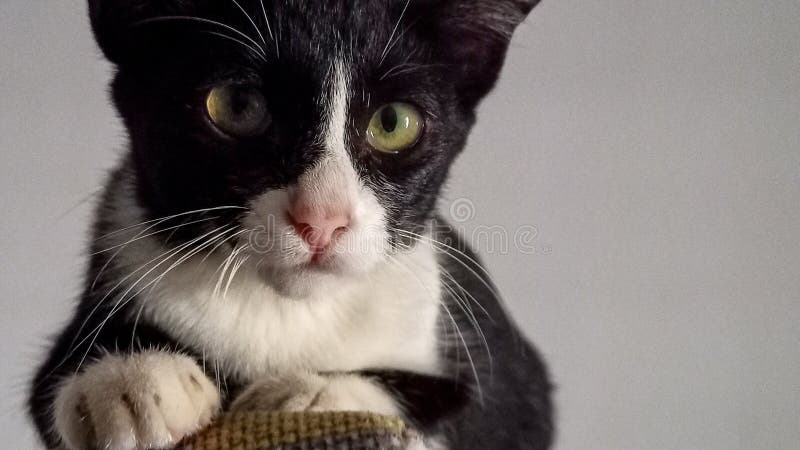 Cute Cat Black and White Body Colour Stock Photo - Image of white ...