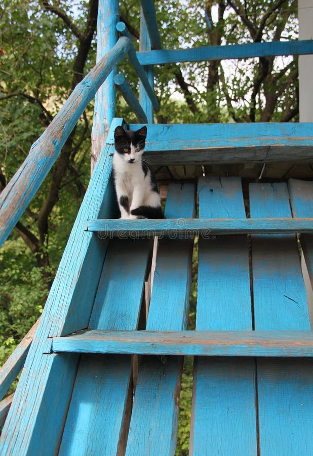 Cute cat on blue stairs stock photo. Image of action - 64245220