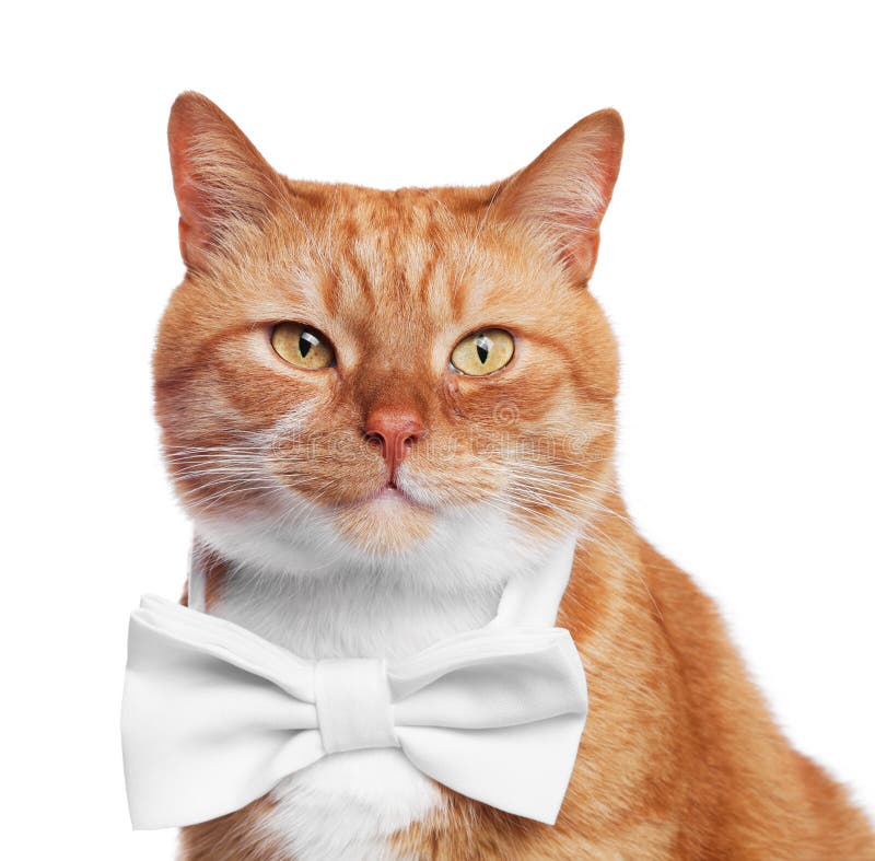 Ccat Numberlipart Stock Photos - Free & Royalty-Free Stock Photos from Dreamstime