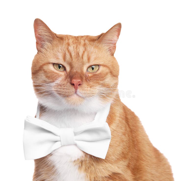 Cute Cat with Bow Tie Isolated on White Stock Photo - Image of feline ...