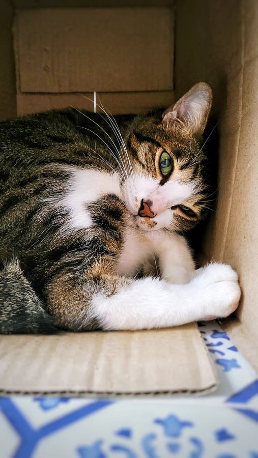Cute cat in a box stock photo. Image of play, indoor - 276043026