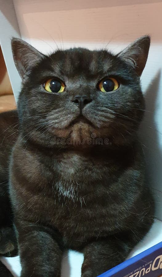 Cute cat in the box stock image. Image of kitten, animals - 148052557