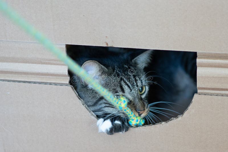 A cute cat in a box stock photo. Image of feline, animal - 224720874