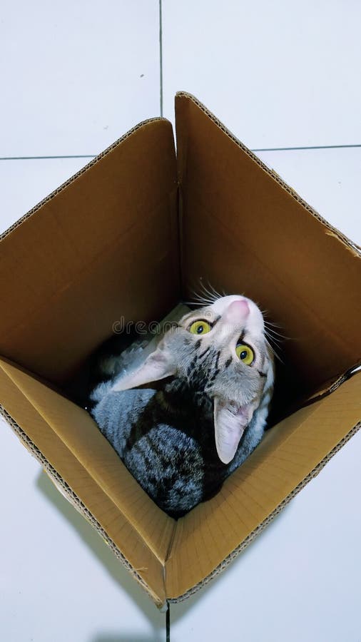 Cute Cat in Box with Scare Face Stock Image - Image of cute, carnivore ...