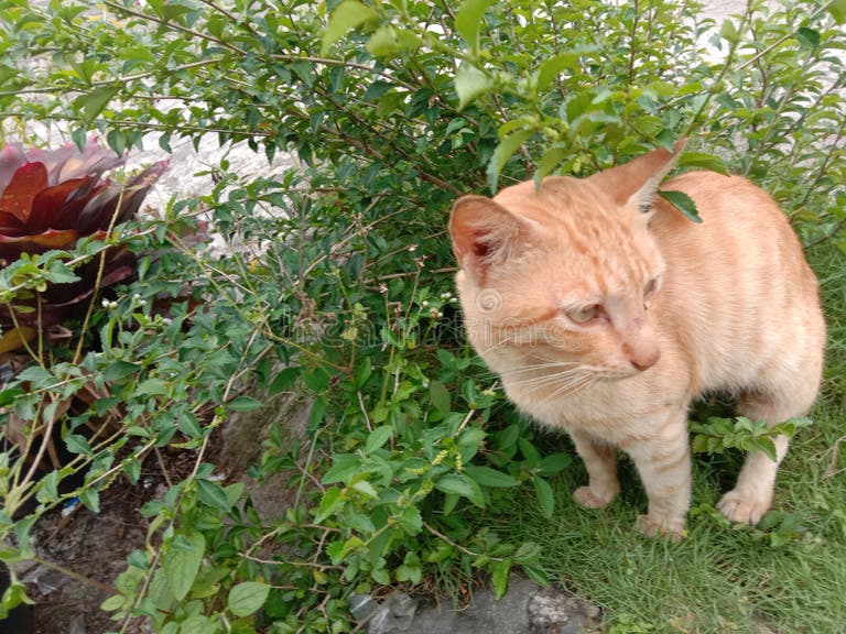 A cute cat in the bush stock image. Image of kitten - 241024771