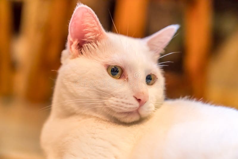 Cute and charming cat stock image. Image of claws, peugeot - 124773935