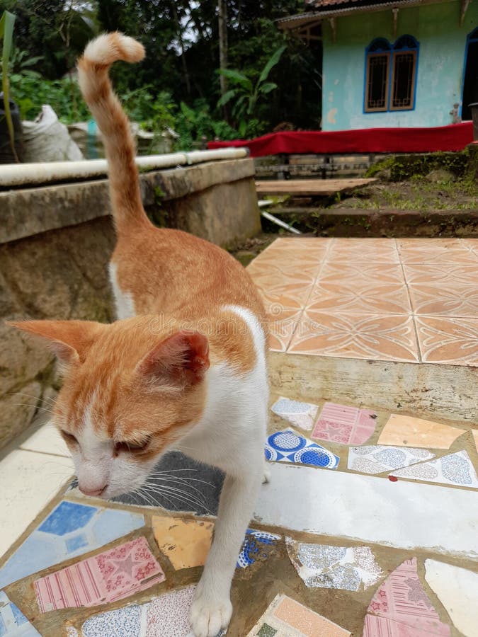 Cat off animal stock photo. Image of room, blue, furniture - 238980728