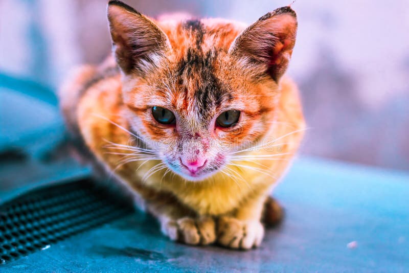 Cute Cate Photos - Free & Royalty-Free Stock Photos from Dreamstime