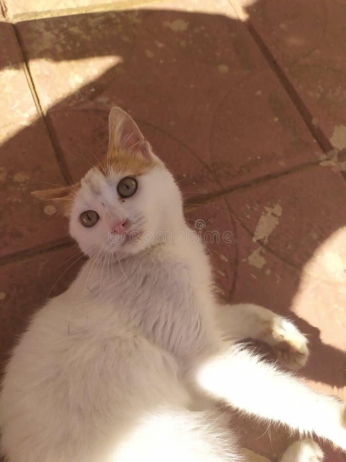 Cute Cat Cheerful stock photo. Image of orange, cheerful - 161013268