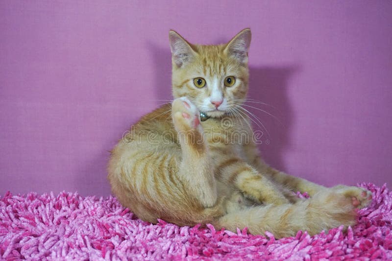 Cute cat chilling stock photo. Image of tabby, cute - 163781280