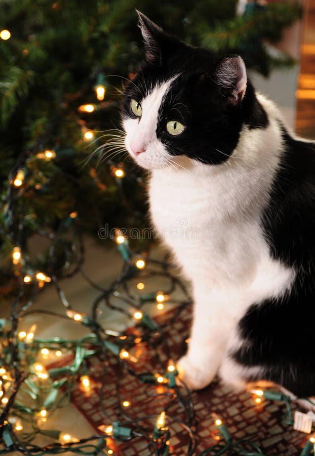 Cat in Christmas Tree stock photo. Image of merry, cute - 7995424