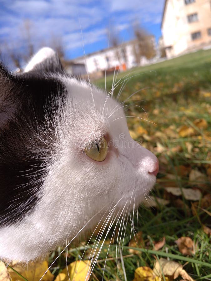 Cute cat stock image. Image of cool, kitten, kate, kitty - 138361109