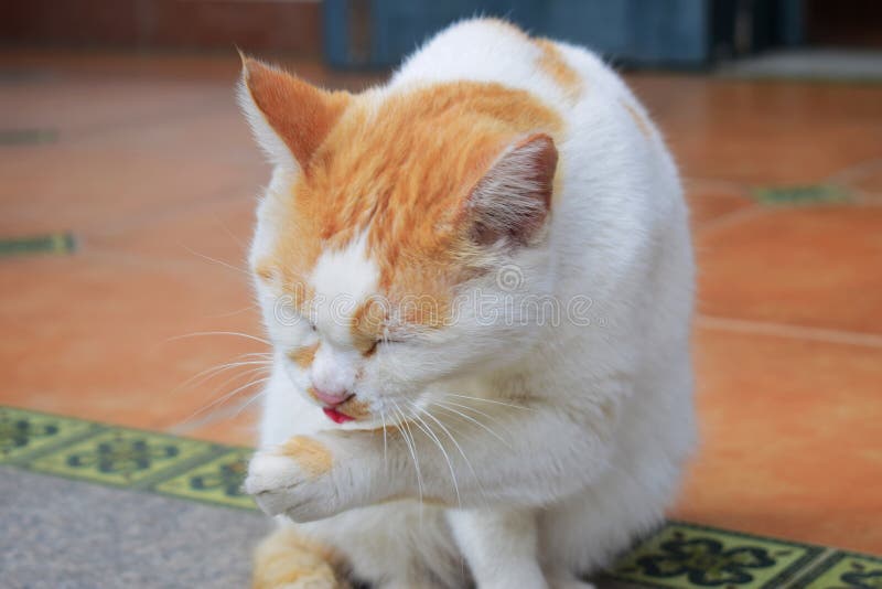 Cute Cat is Cleaning Body, 2018 New Photo Stock Photo - Image of food ...