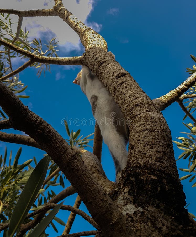 Cute Cat is Climbing a Tabebuya Tree Stock Image - Image of wildlife ...