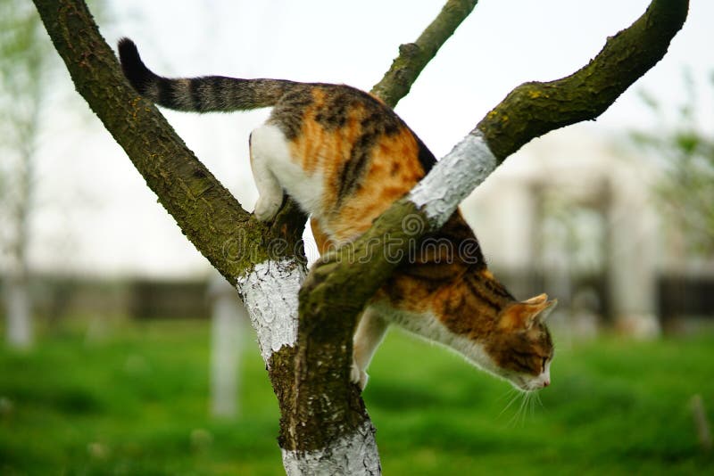 Cute Cat Climbing a Tree in a Park Stock Photo - Image of adorable ...