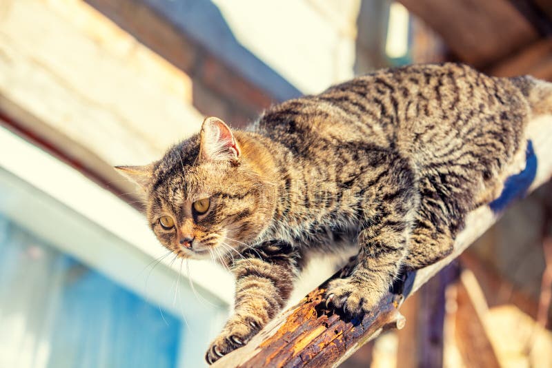 Cat climbing a wooden log stock image. Image of outdoor - 265169187