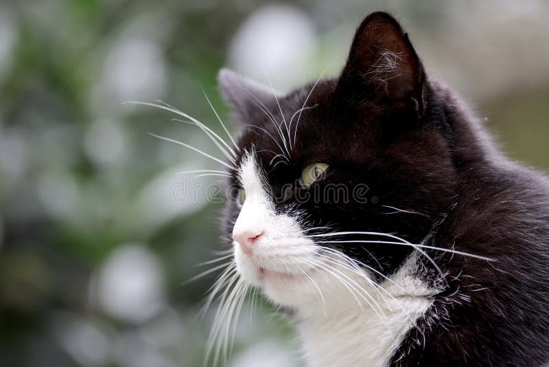 Cute cat stock image. Image of look, kitten, looking - 300482719