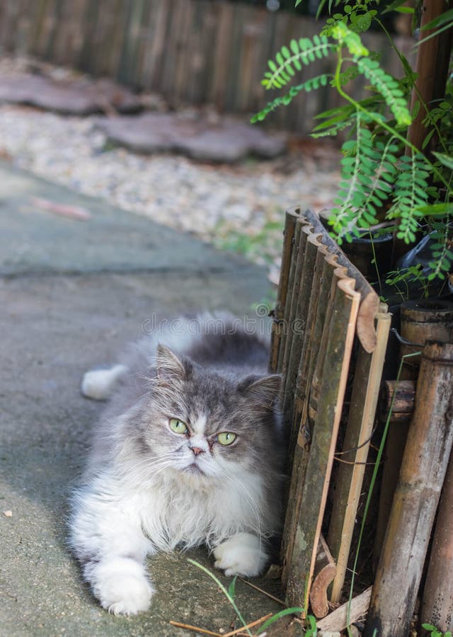 Cute cat in coffee shop stock image. Image of sitting - 261559717