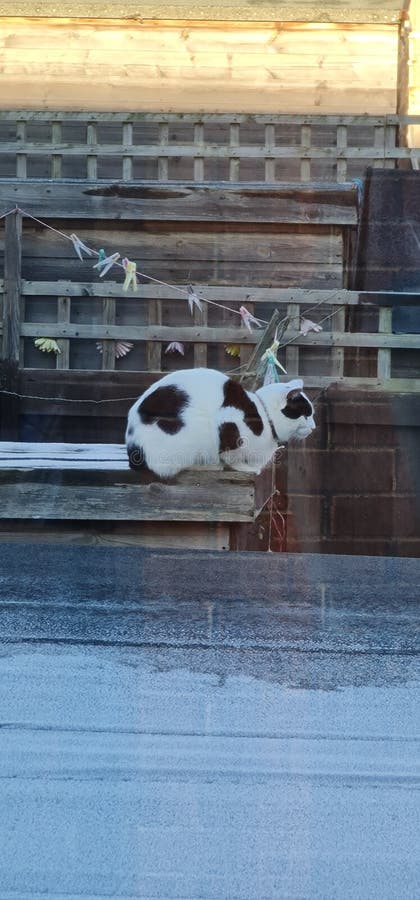 Cute Cat Cold in the Cold Morning Stock Image - Image of painting, blue ...