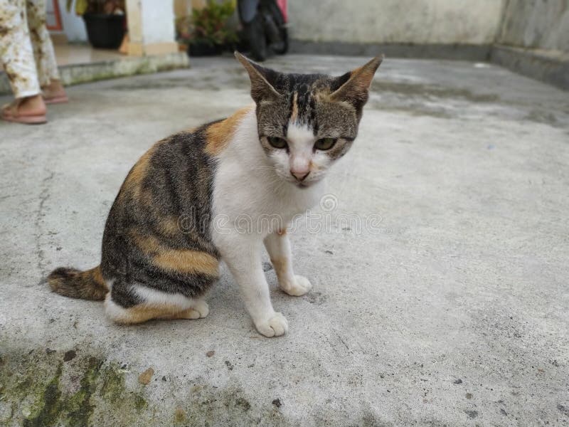 Cute cat three color stock photo. Image of color, colors - 278053972