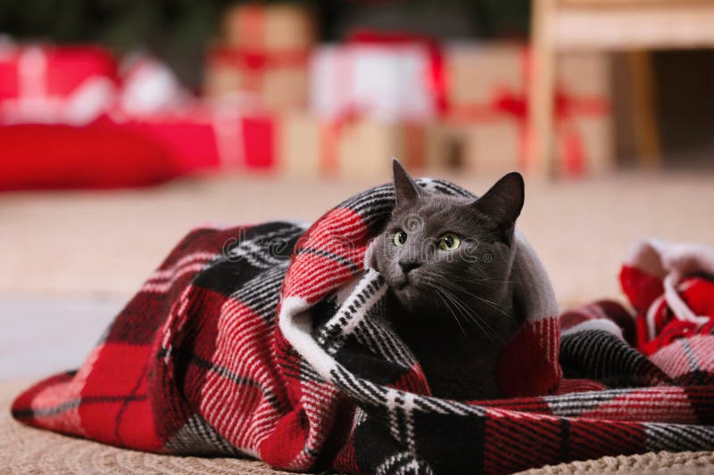 Cute Cat Covered with Plaid at Home Stock Image - Image of companion ...