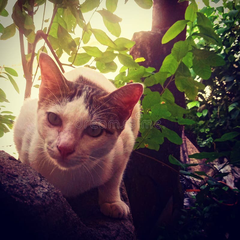 A Cute Cat with Curious Looking To Camera Stock Photo - Image of ...