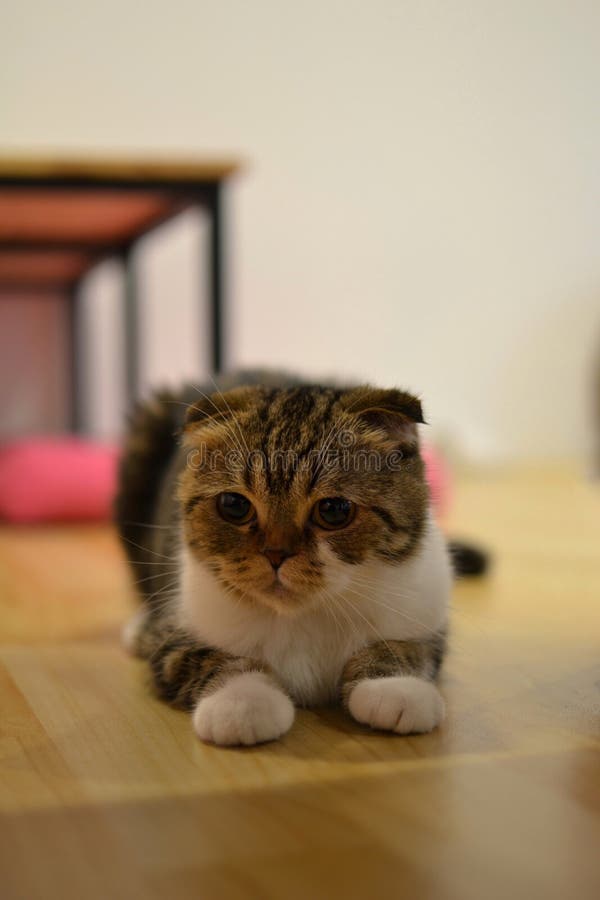 A cute cat stock photo. Image of face, animal, looks - 104290020