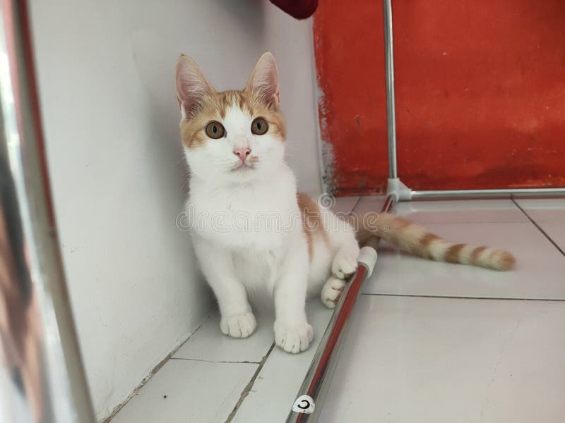 The cute cat stock photo. Image of cute, wildcat, animal - 238331862