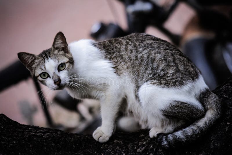 Cute cat stock image. Image of animals, cute, cats, alone - 138762267