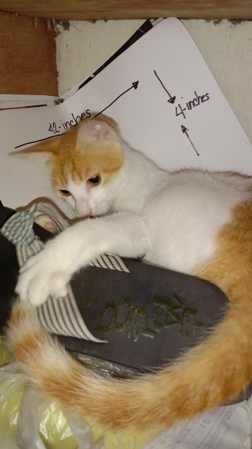 Cute cat stock photo. Image of wise, cute, talented - 153005212