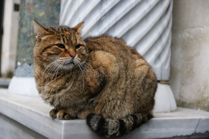 A cute cat stock photo. Image of wildcat, animal, mammal - 285576944