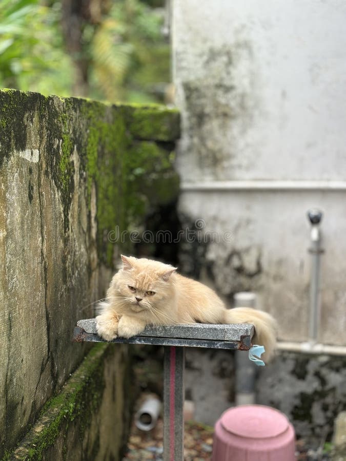 Cute Cat with Dagger Eyes it is Stock Image - Image of cute, eyes ...
