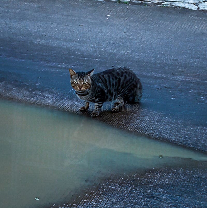 Cute cat on the dawn walk stock image. Image of walk - 219557729